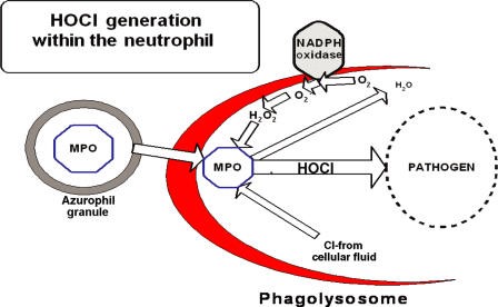 HOCL ĐƯỢC BIẾT ĐẾN NHƯ MỘT CHẤT CHĂM SÓC VẾT THƯƠNG TIỀM NĂNG - HOCl